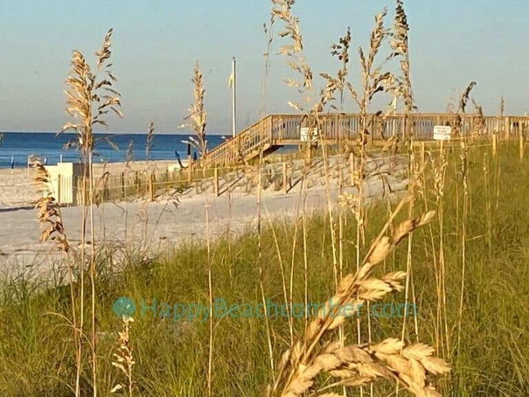 Florida Sea Oats - What They Do and Why They're Protected