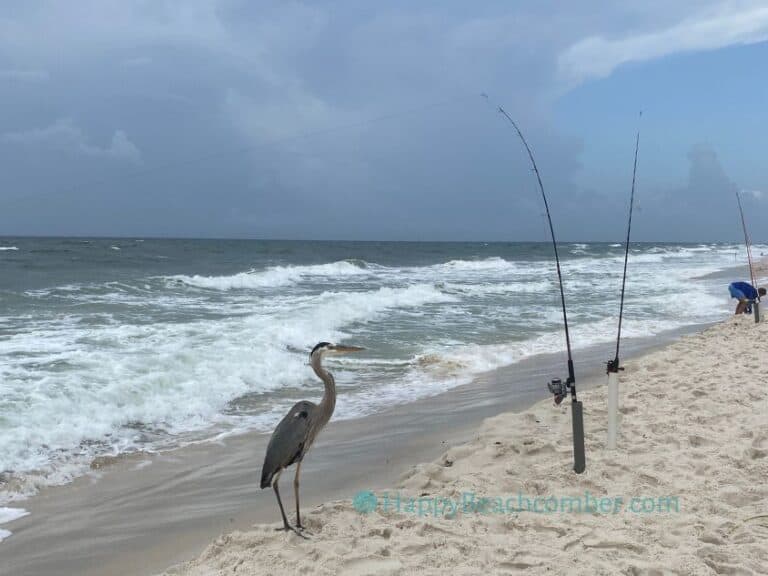 The Fisherman and the Bird - Beach Story from the Emerald Coast