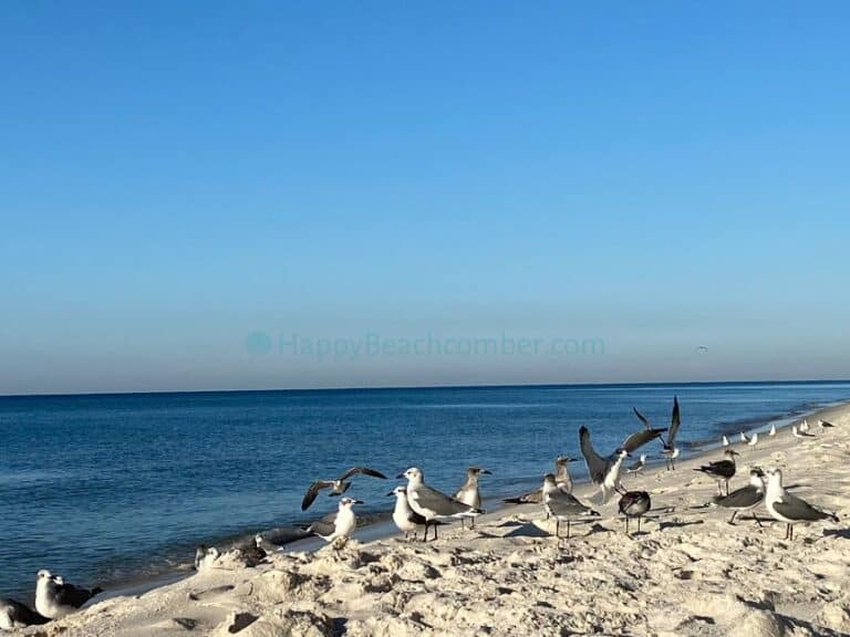 The Fisherman and the Bird - Beach Story from the Emerald Coast