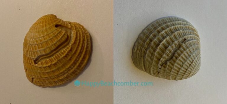 Why Do Seashells Have Perfect Holes In Them? Glad you asked!