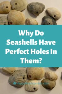 Why Do Seashells Have Perfect Holes In Them? Glad you asked!