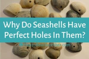 Why Do Seashells Have Perfect Holes In Them? Glad you asked!